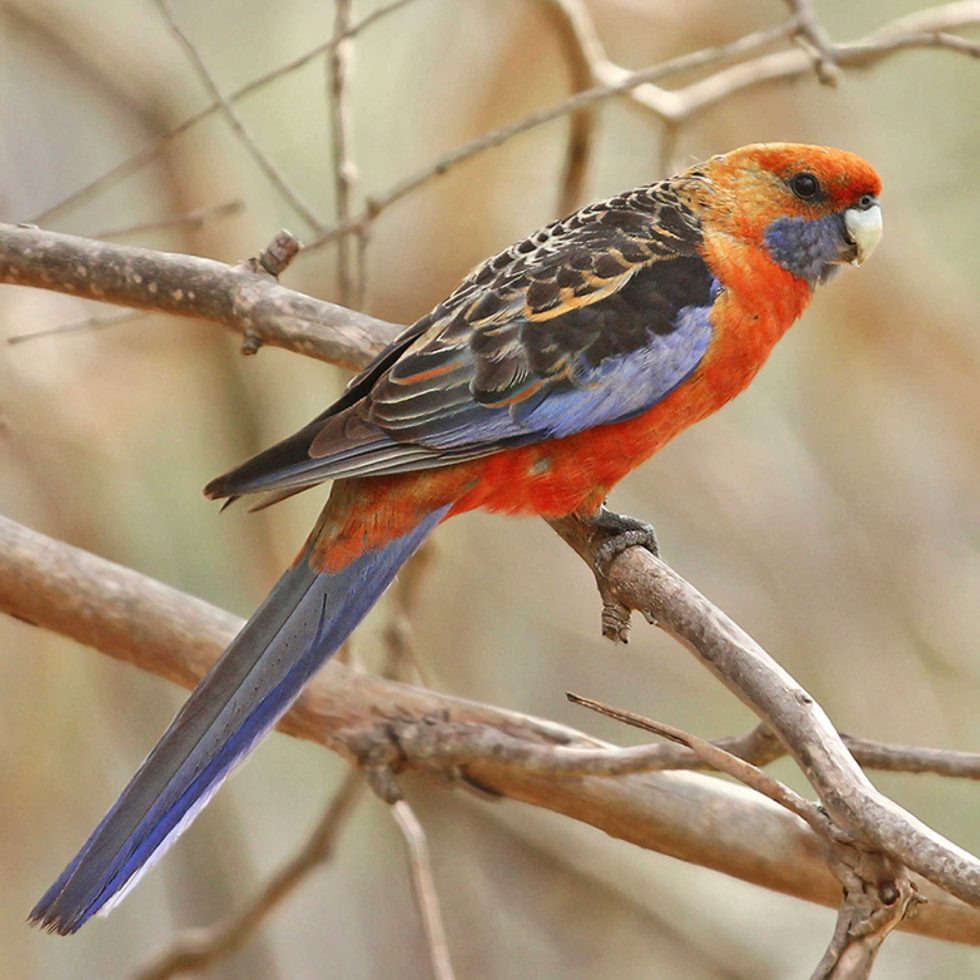 Australian Birdwatching Tours - Bellbird Tours