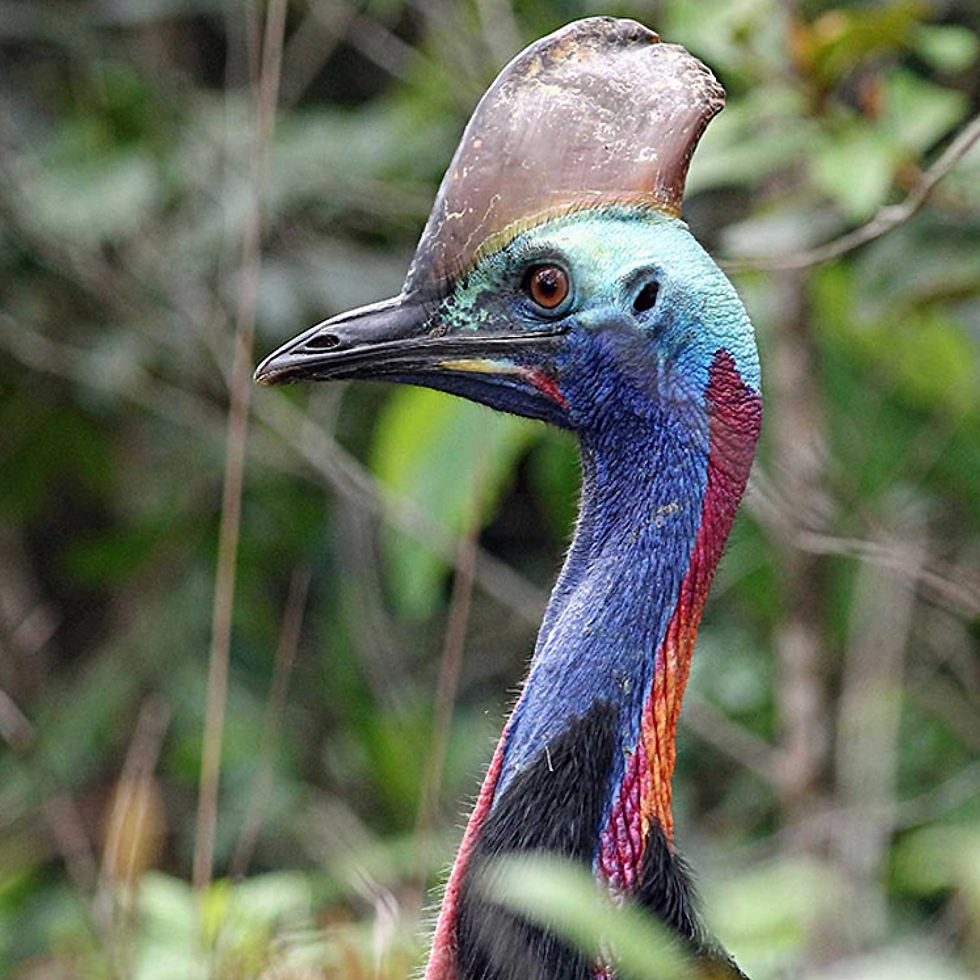 Australian Birdwatching Tours - Bellbird Tours
