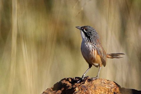 Mount Isa Short Wet Birding Tour 3 1 2 days - Bellbird Tours