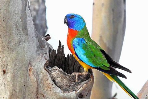Australian Parrots - Bellbird Tours