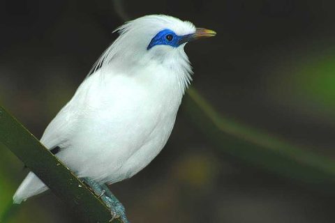 Bali Java - Bellbird Tours