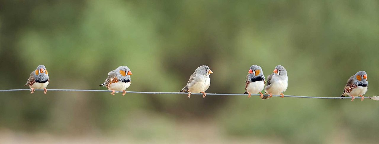 Australian Birdwatching Tours - Bellbird Tours