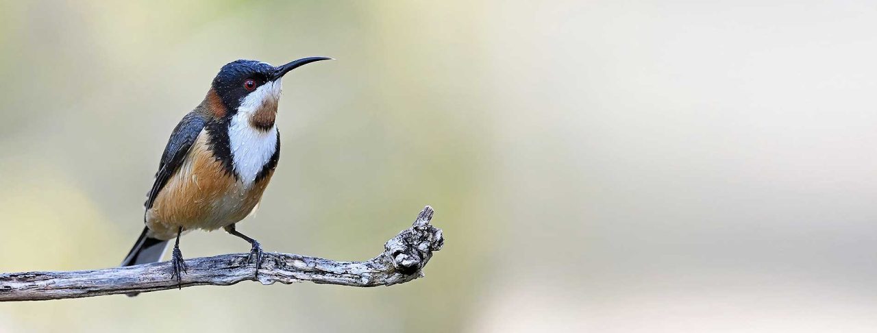 Australian Birdwatching Tours - Bellbird Tours