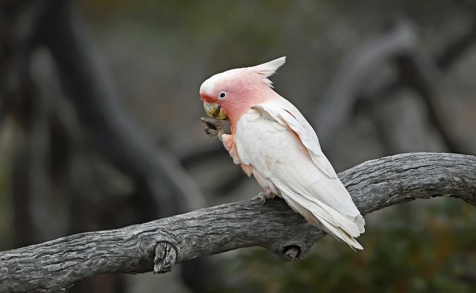 Australian Birdwatching Tours - Bellbird Tours