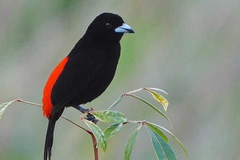 Costa Rica Birding Tour - Bellbird Tours