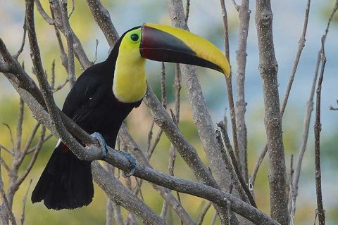 Costa Rica Birding Tour - Bellbird Tours