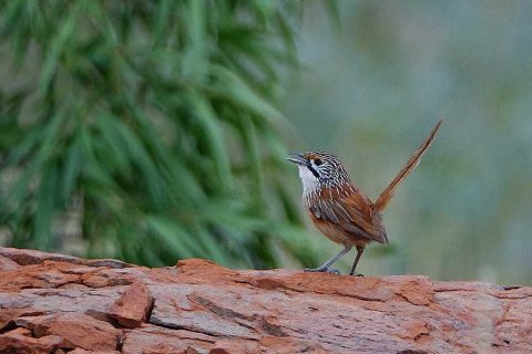 Pilbara specialties birding tour - Bellbird Tours