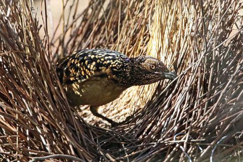Red Centre Tour - Bellbird Tours