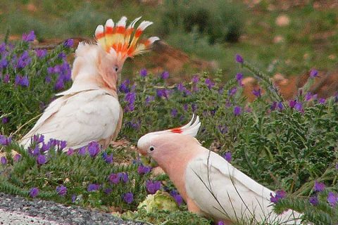 Red Centre Tour - Bellbird Tours