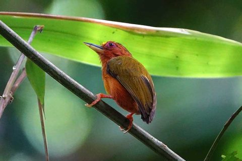 Sabah-Borneo - Bellbird Tours