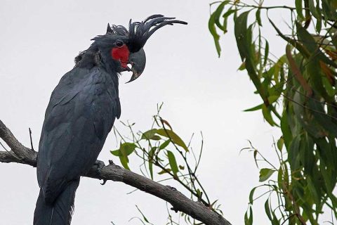 Tropical far north queensland birding tour - Bellbird Tours
