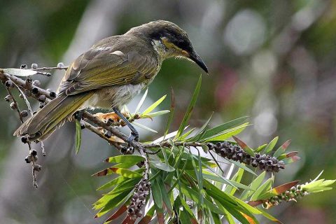 Tropical far north queensland birding tour - Bellbird Tours