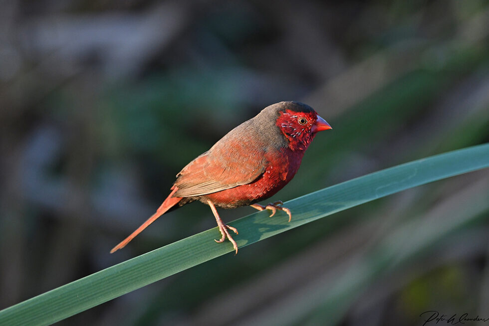 Darwin Area Guided Birding - Bellbird Tours