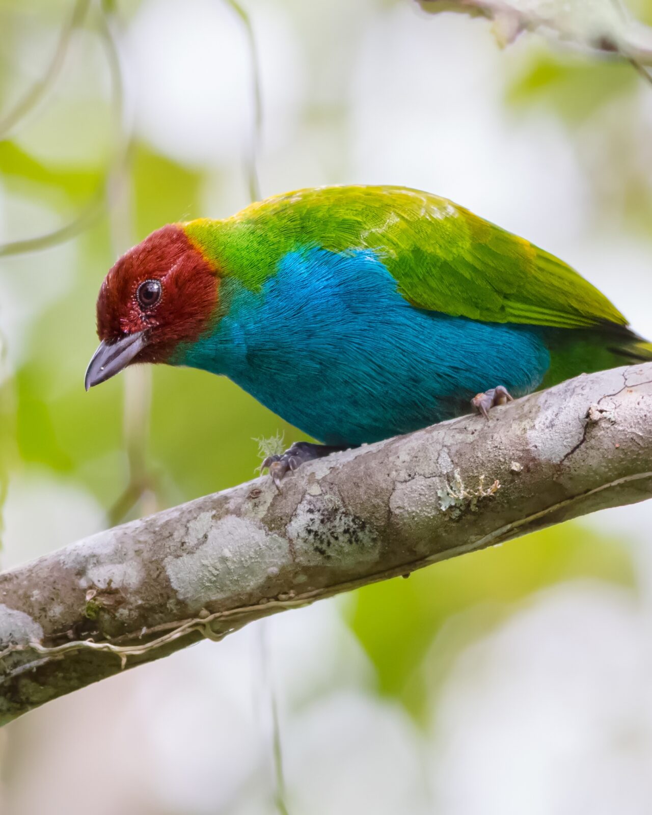 Colombia Birding - Bellbird Tours