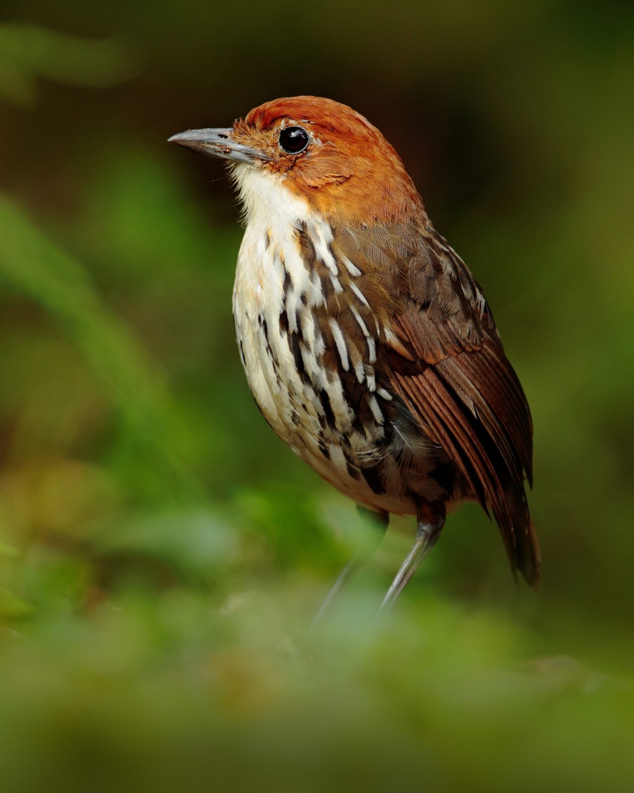 Colombia Birding - Bellbird Tours