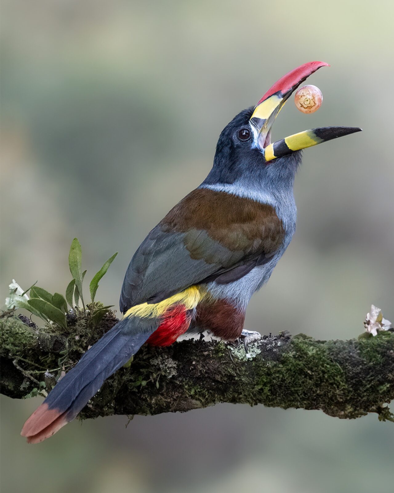 Colombia Birding - Bellbird Tours