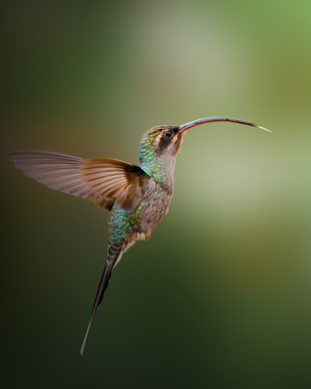Colombia Birding - Bellbird Tours