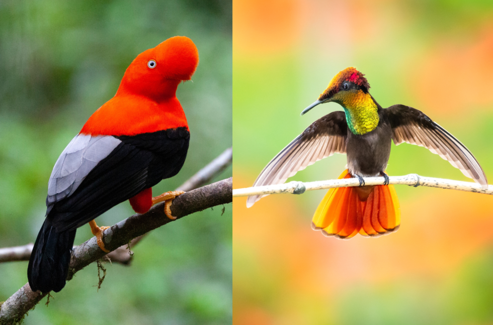 Colombia Birding - Bellbird Tours